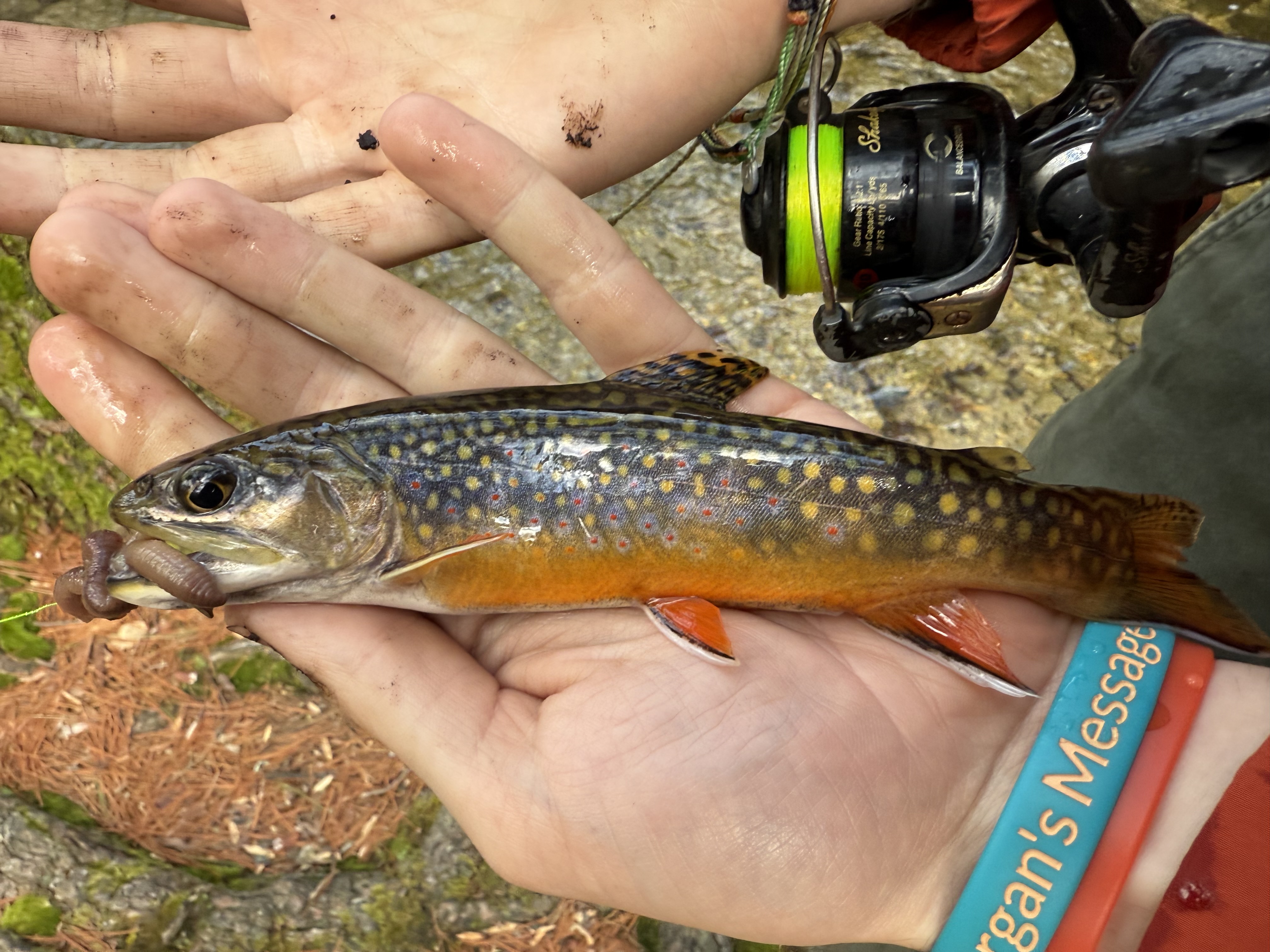 Mountain and Conococheague Creeks Fishing Report #3 - Evan Gibbs